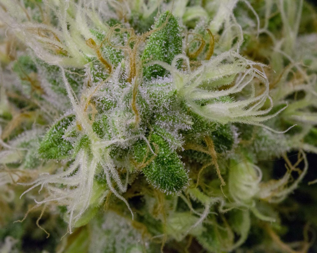 Fruity Pebbles Strain | Indica-Dominant Hybrid | Lightshade