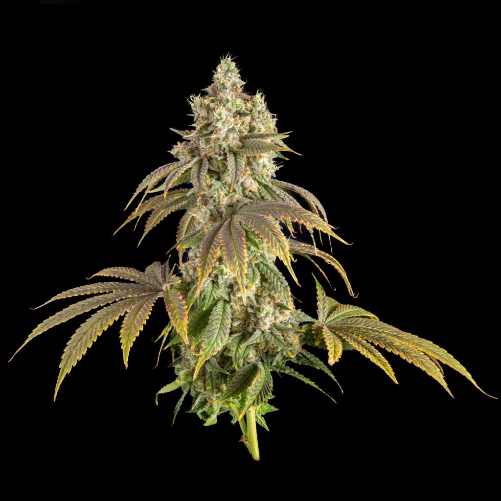 Bubba Fett Strain | Bubba Kush x Stardawg | Lightshade