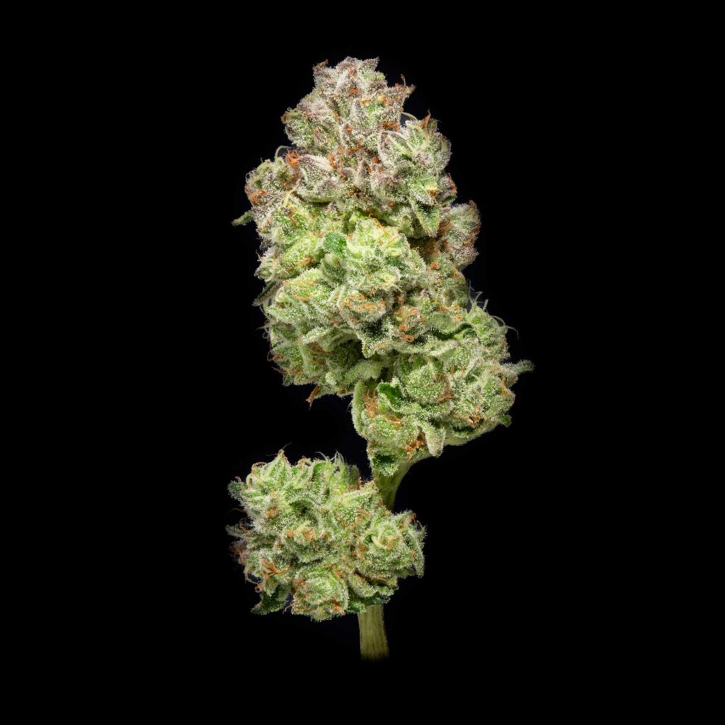 Tropicana Banana | Lightshade